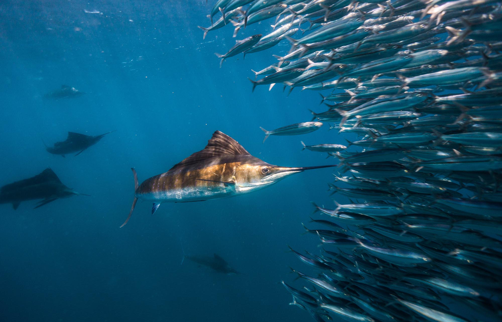 Nagez avec les poissons voiliers - Pranamaya Freediving | Riviera Maya